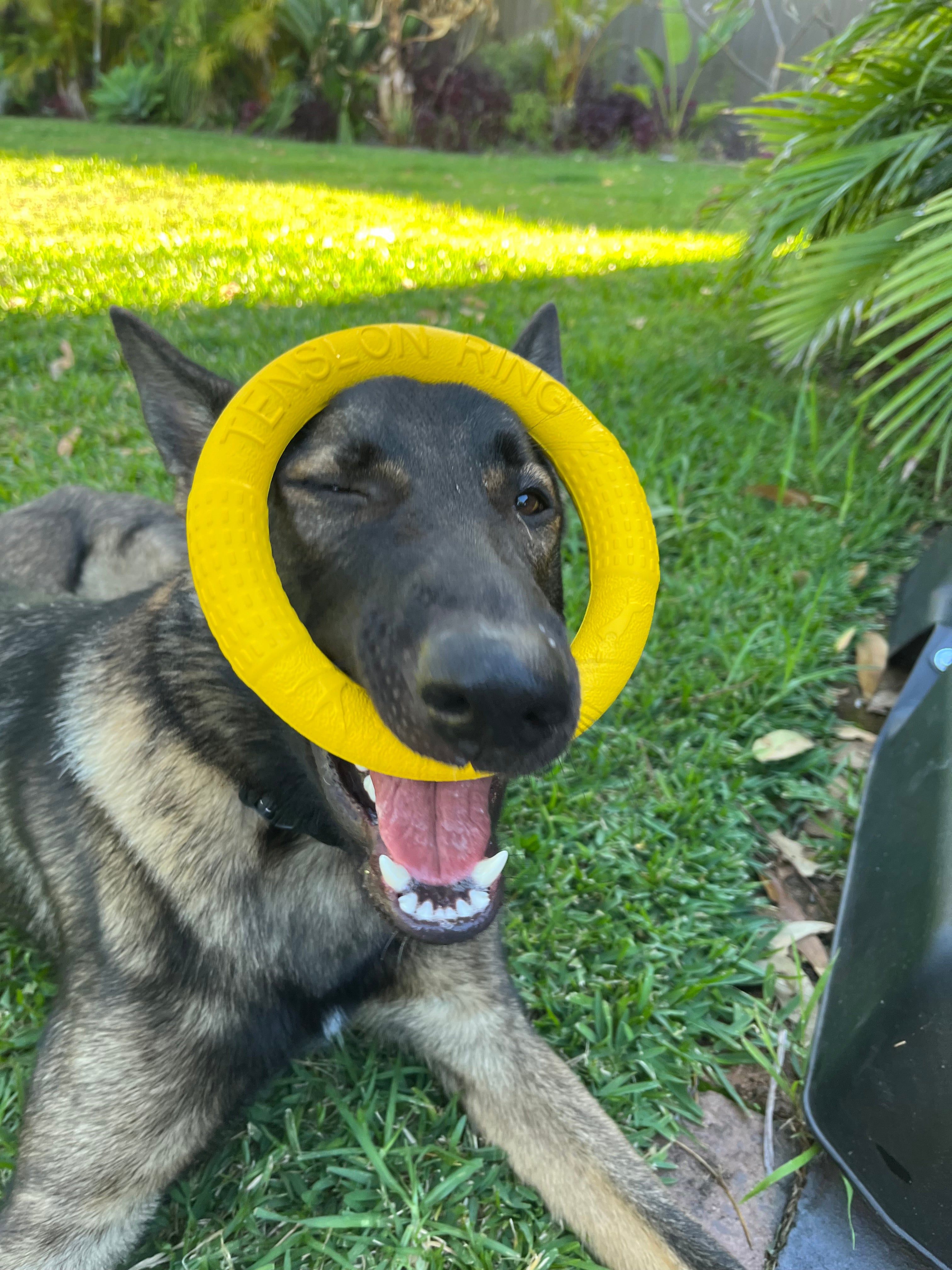 Do’s and Don’ts When Playing Tug – BigDogThings.com.au