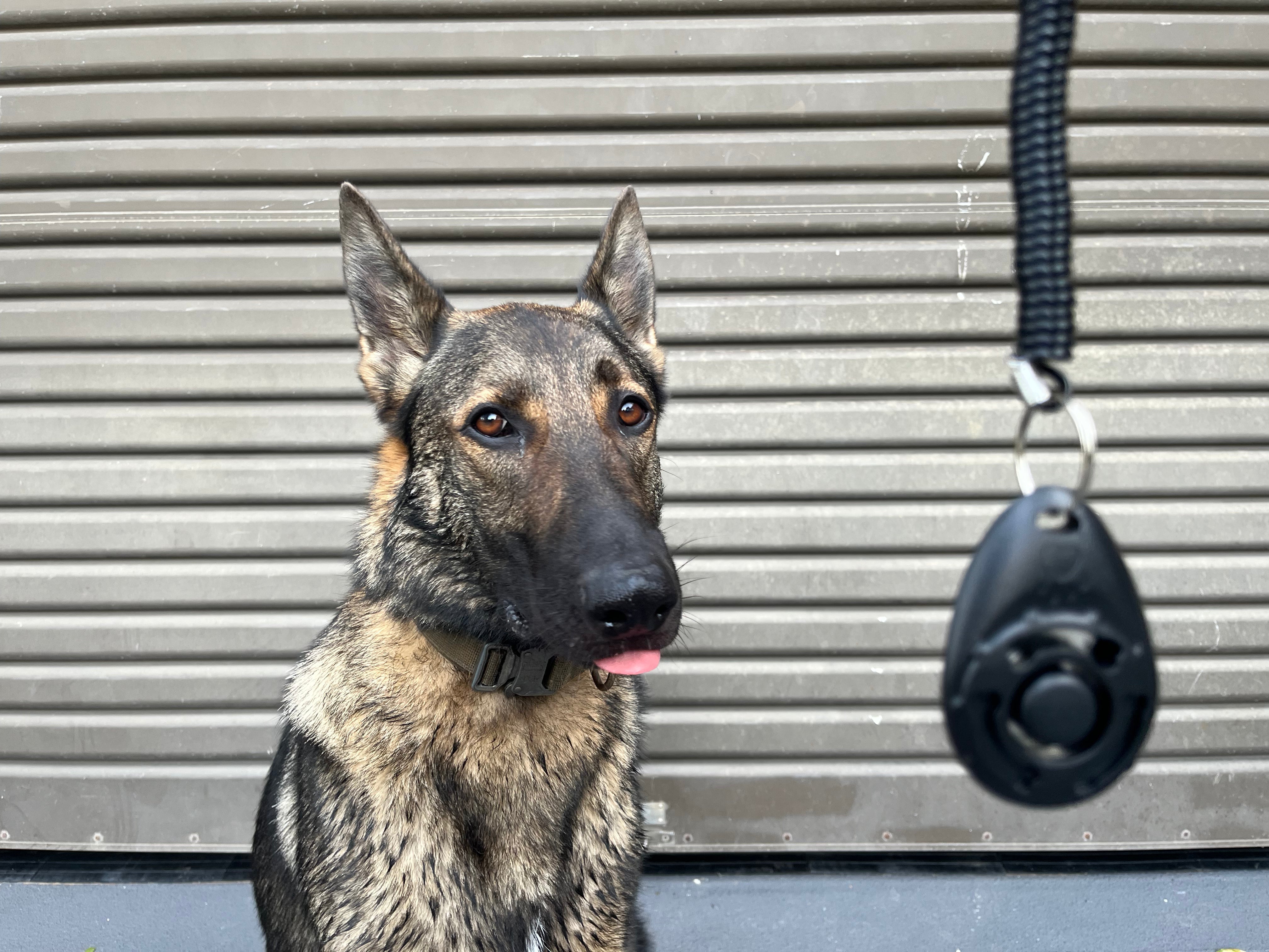 Why Dogs Like the Sound of a Clicker | Clicker Training Explained ...